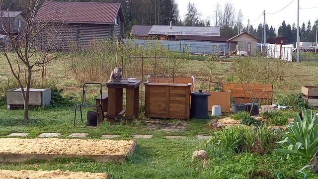 Кот приехал на дачу