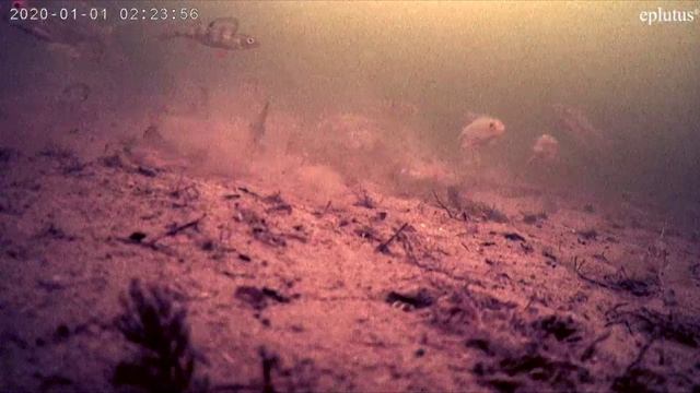 Испытание самодельной подводной камеры для поиска рыбы с функцией записи.