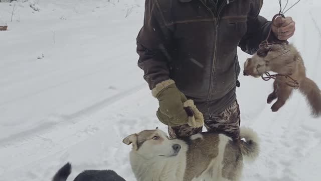 Охота. Проверка капканов. Куница в КП-120.