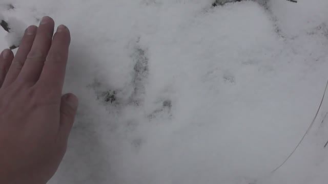 Проверка капканов на куницу. Куницы проходят рядом.