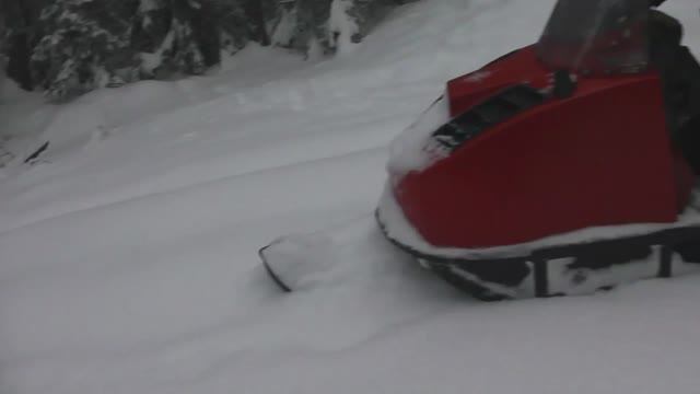 Охота на куницу капканами. Куница съела всю приманку.