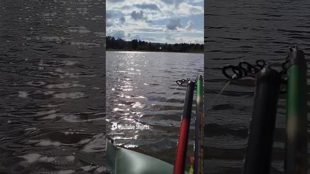 летняя рыбалка 🎣 с лодки, продолжение следует.