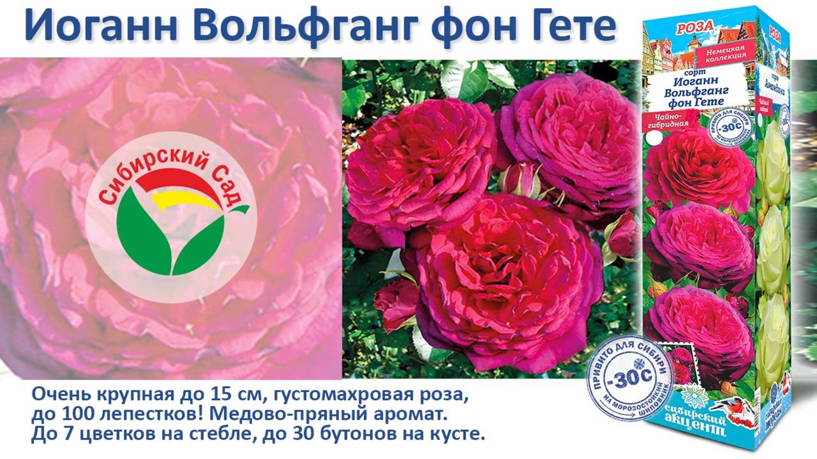 Роза Иоганн Вольфганг фон Гете (Чайно-гибридная) от Агрофирмы "Сибирский сад"