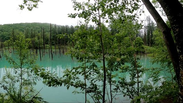 Отпуск на острове Хоккайдо, День 7: Поход, голубое озеро, море черешни, ужин, 30 июня 2022 г.