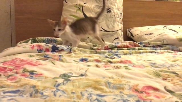 Трудные будни ориентального котёнка / Difficult everyday life of an oriental kitten
