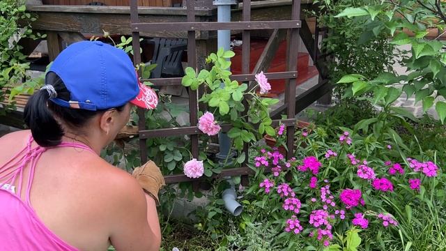 День 2 отпуска на даче. Завтрак, обрезка, прополка и встреча мужа