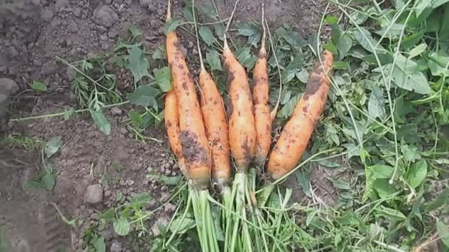 Прореживание моркови