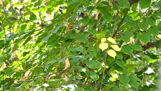 03.2 Душа Безмолвия. Молитвы скорби