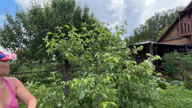 Зачем обрезать яблоню? Летняя обрезка молодой яблони