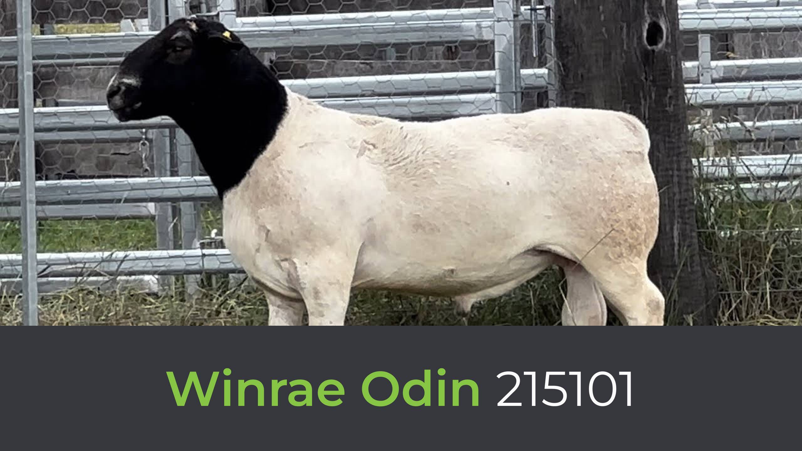 Дорпер Winrae Odin 215101