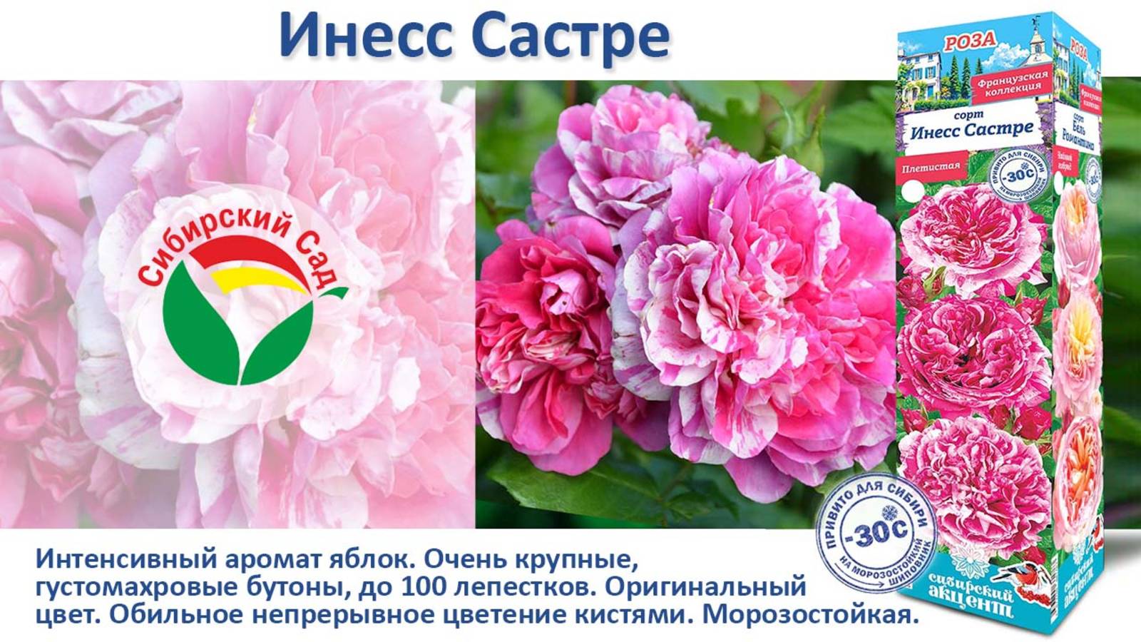 Роза Инесс Састре (Плетистая) от Агрофирмы "Сибирский сад"