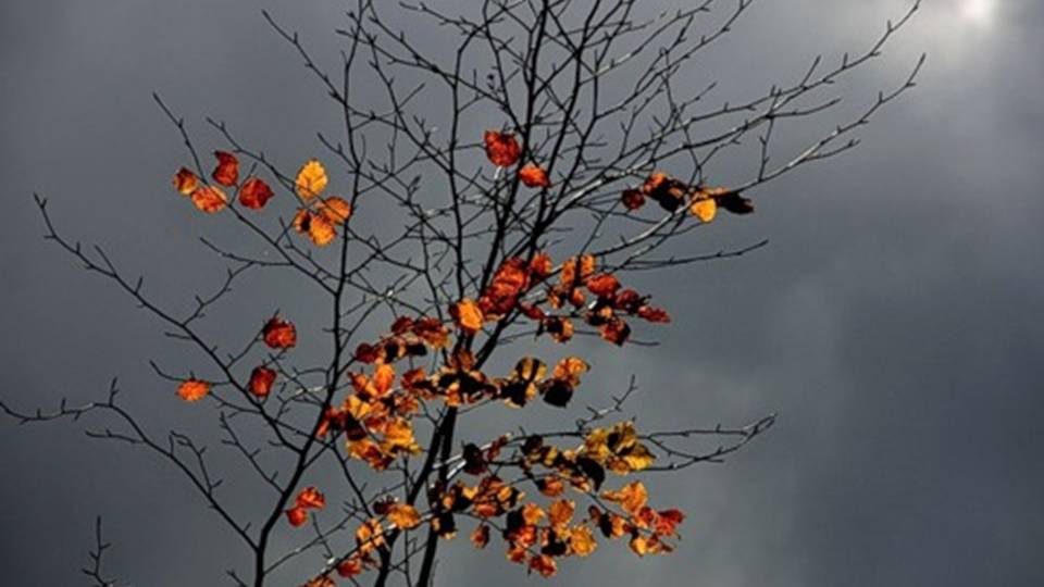 Осень. Просто осень (муз. "La raggazia di blue", плейлист «Осень. Просто осень. Гитара Francis Goya)