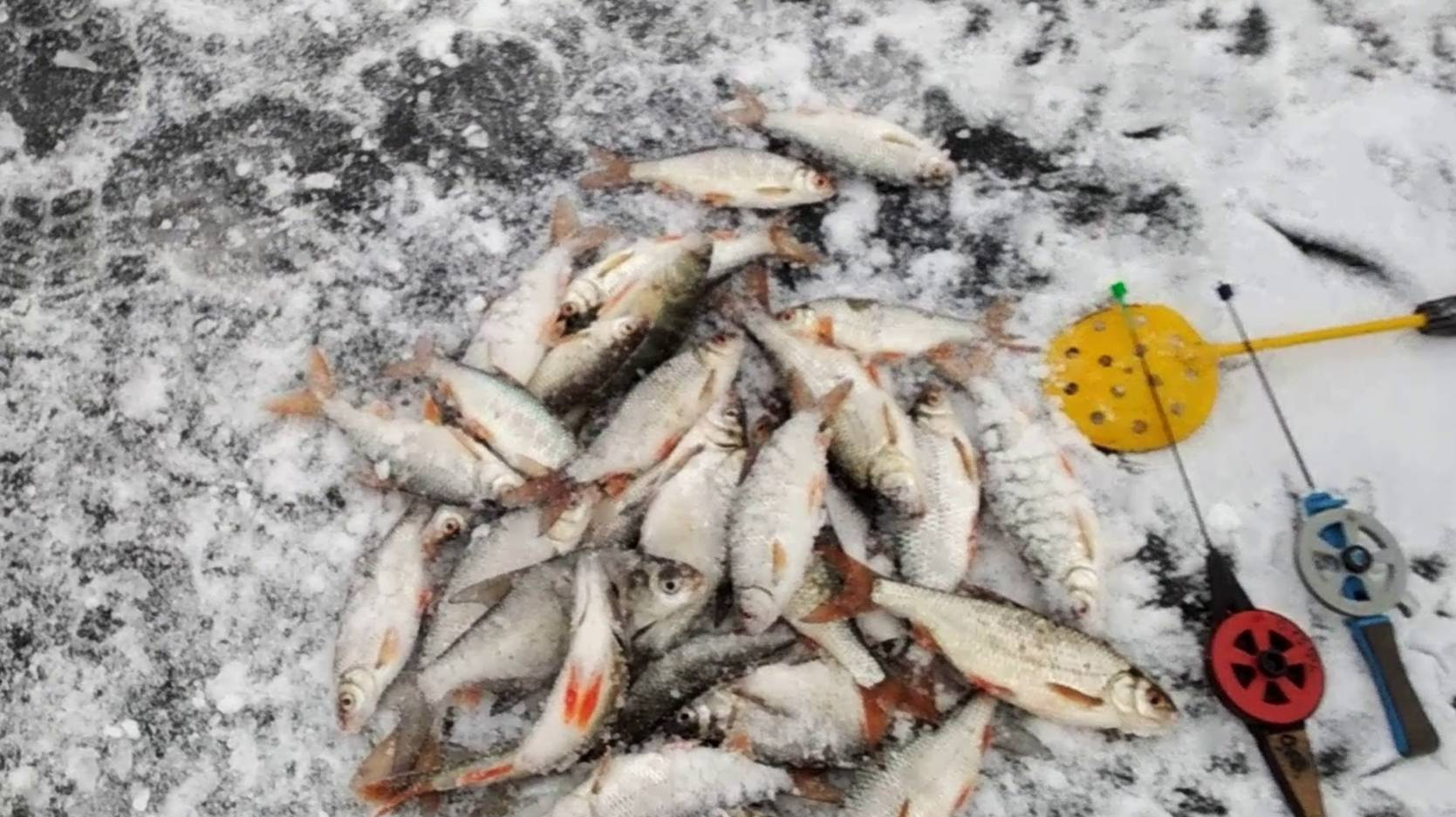 Безмотылка на первом  льду  сезона  2020- 2021 лов на озере.