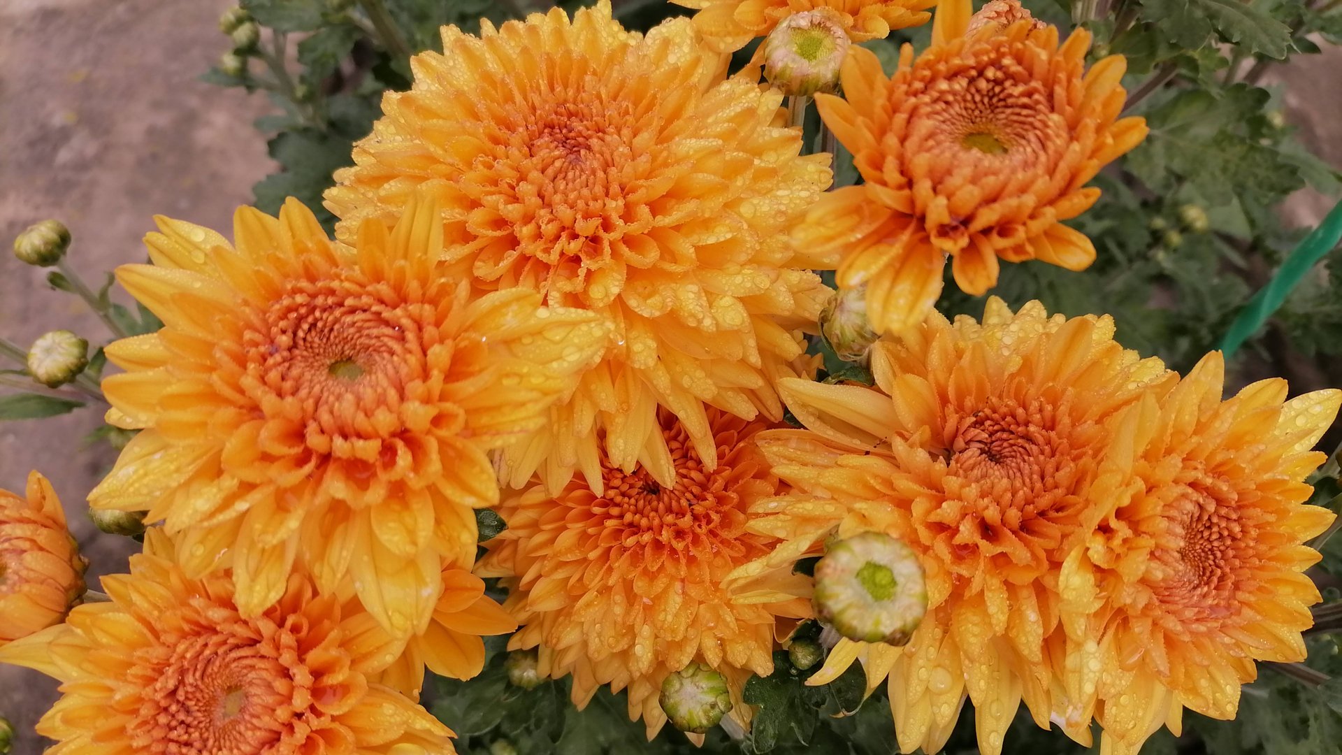 №31 Мариэлла бронз