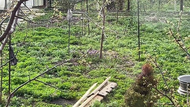 Наша поездка на дачу. Пикирую помидоры, чищу хвойные. Муж - охотник за одуванчиками