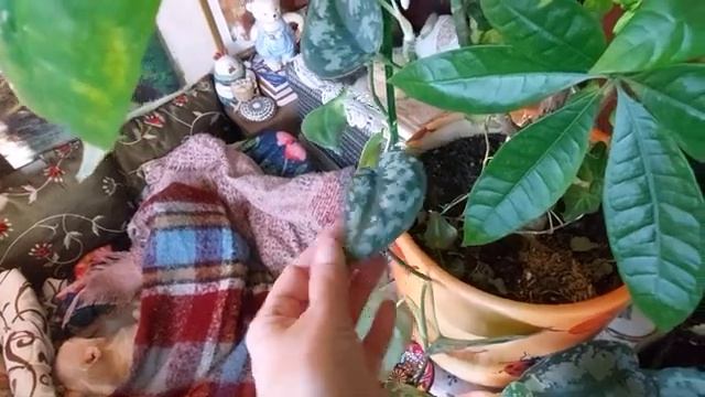 комнатные растения в середине зимы