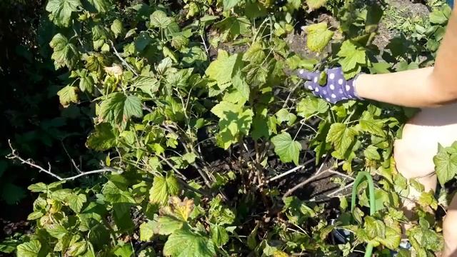 Как омолодить старую смородину? Правильная обрезка старого куста смородины