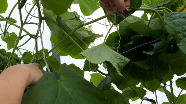 Как получить большой урожай огурцов? Самый простой способ!