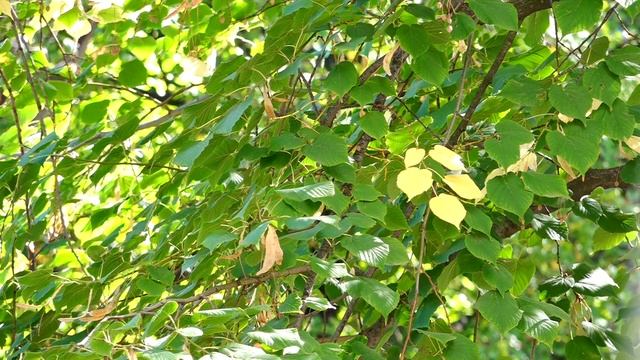 01.5 Душа Безмолвия. Гимны