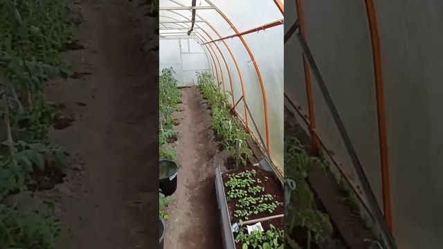 29.05.2024 Весенние заботы. Деревья помидоры капуста...
