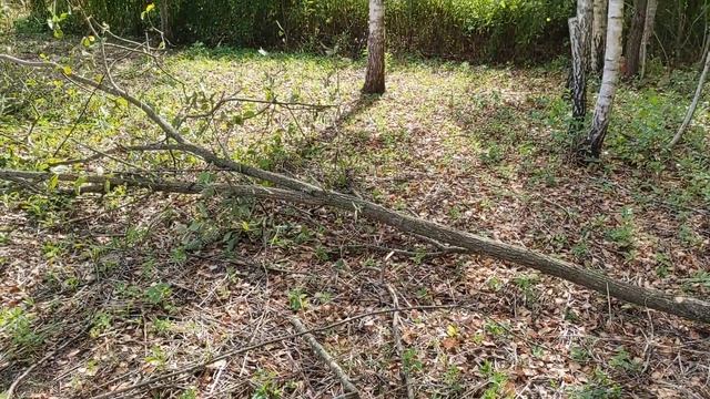 12 сентября 2023/Наша дача