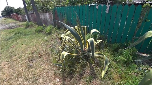 Гумиста. Абхазия. Отдыхаем.  Двор. Море.