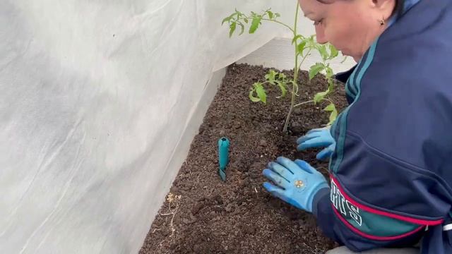 Посадка помидор в теплицу. Наша многолетняя инструкция. Эксперимент по посадке вместе с огурцами