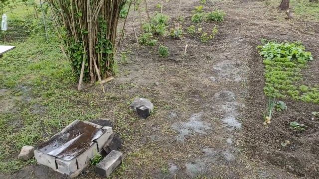 Огромный уж.Отвоёвываем участок у леса