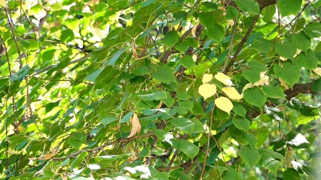 08.5 Душа Безмолвия. Разные молитвы.