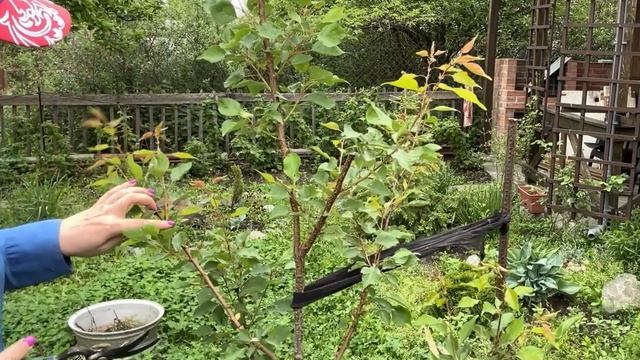 Абрикос на Урале. Обрезка абрикоса. Как правильно выращивать абрикосы на Урале