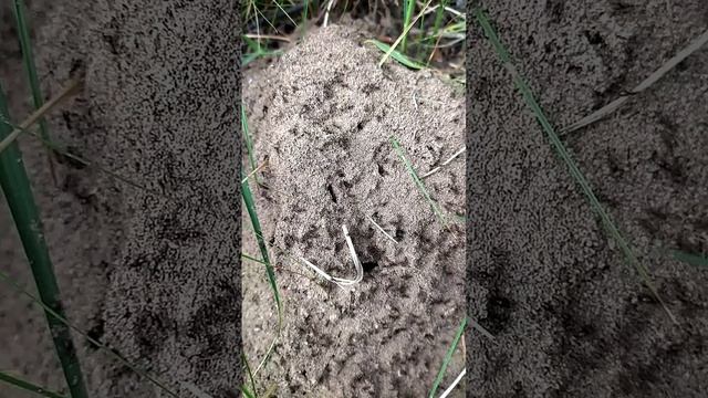 Муравьи как и люди! Работа, забота, проблемы, и выживание! Мы тогда кто? А мы? А мы муравьи!!!