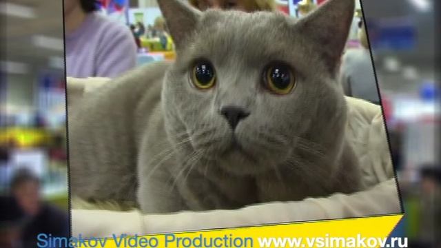 Супершоу кошек 2007