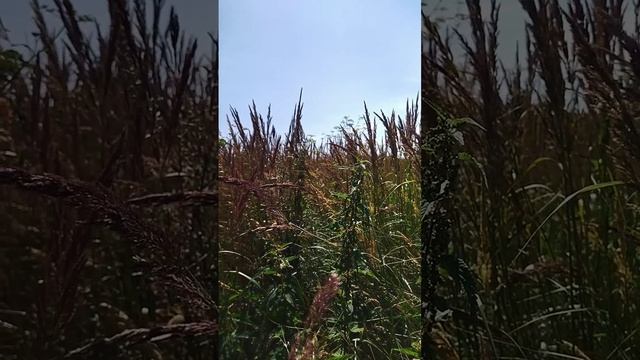 Пение птиц и кузнечиков, шум ветра, и красивая природа.Чудестного всем дня, и хорошего настроения.