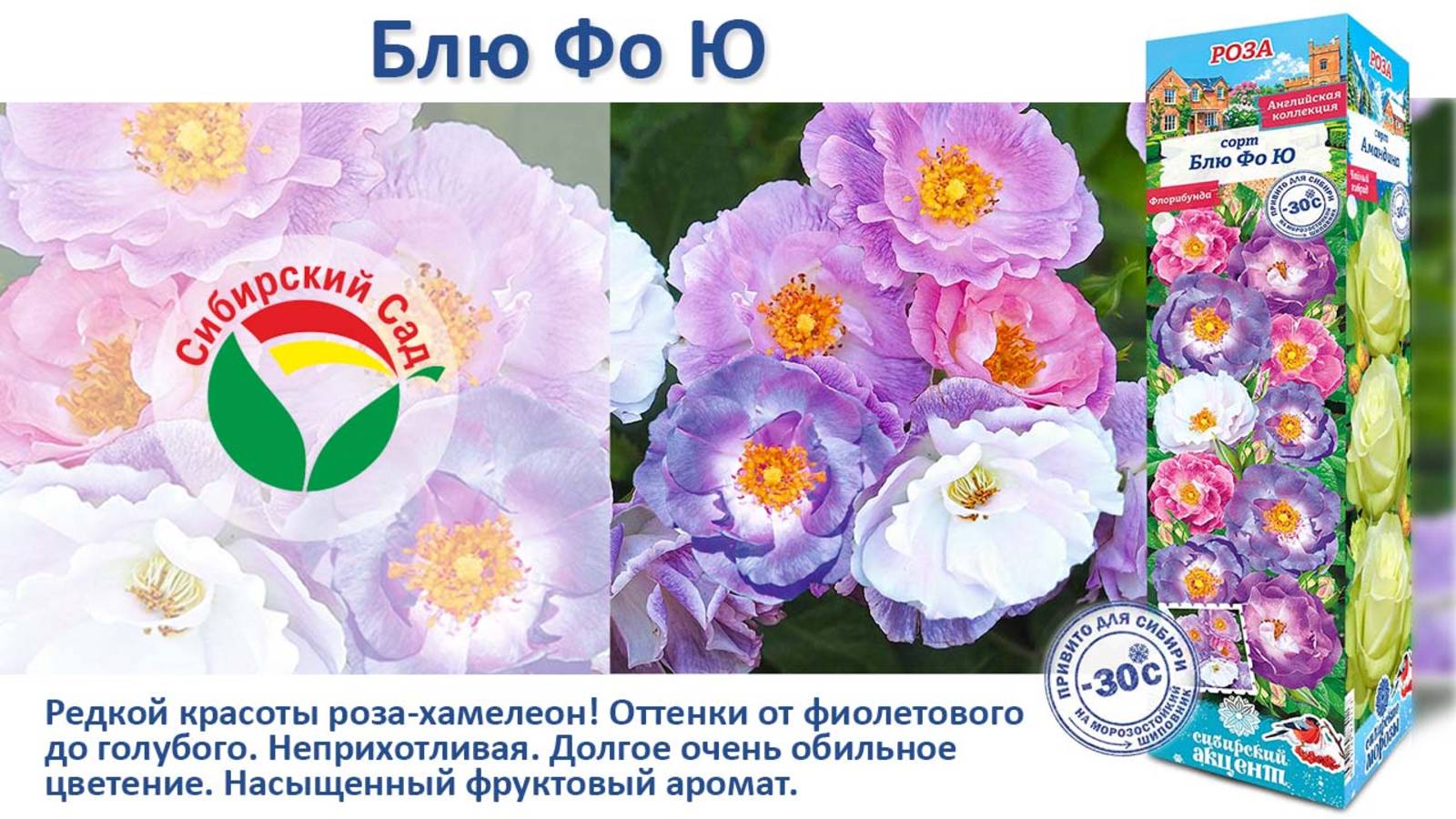 Роза Блю фо Ю (Флорибунда) от Агрофирмы "Сибирский сад"