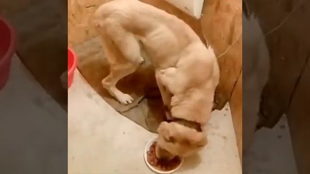 Алабая нашли на дороге. Крайне истощён...