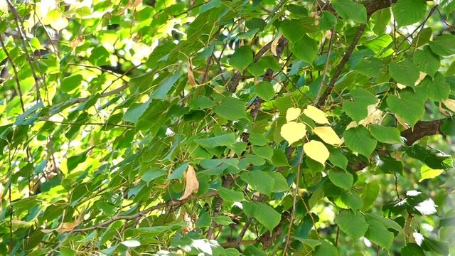 06.1 Душа Безмолвия. Молитвы любви