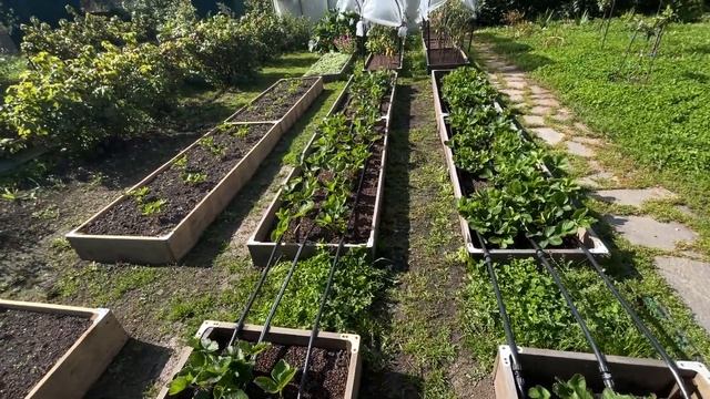 Рада своей покупке! Муж пилит дверь, я подстригла весь участок