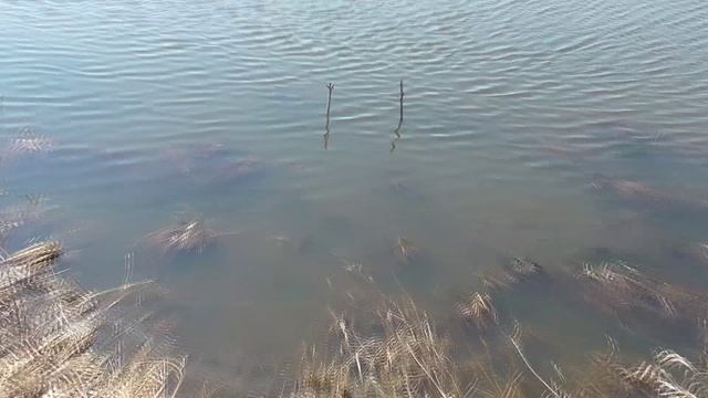 Охота на вальдшнепа, поискал рыбные места, отдыхаю от стройки и переехал в дом. Один в доме.