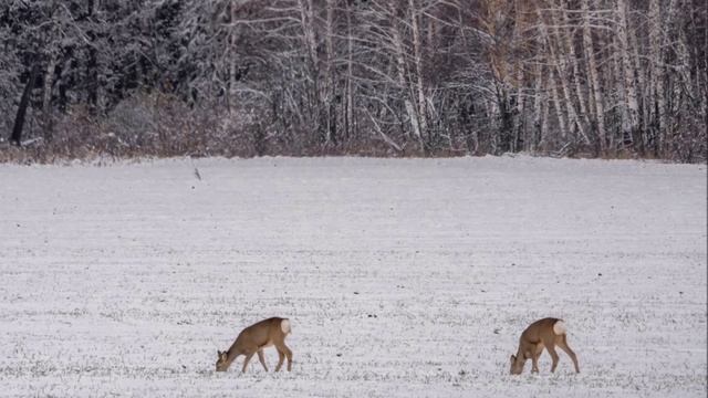 "ЕДУ, ЕДУ, ЕДУ!"... (Фото-графика Евгения СТЕПАНОВА (Тула) - Поёт Константин СОКОЛЬСКИЙ)