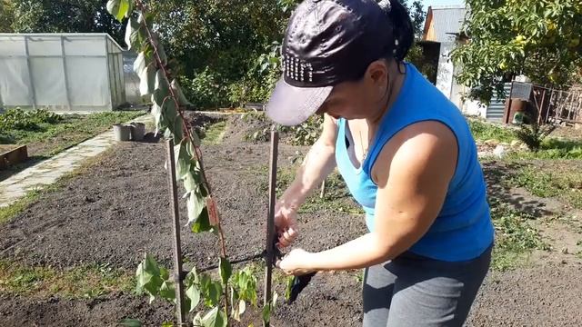 Посадка абрикоса на Урале от А до Я за 4 минуты. Пошагово