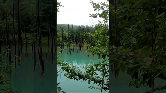 Отпуск на Хоккайдо. День 7: Затопленное озеро и много черешни. 2022 г.