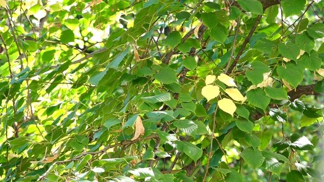 01.1 Душа Безмолвия. Гимны