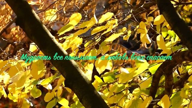 08. Исихия. иером. Симон (Безкровный).