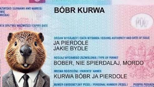 Воронежские бобры✌🏼😁 или "Bóbr, kurwa! Ja pierdolę!"😁©