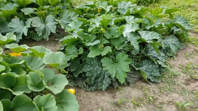 Наша дача выдаёт урожай