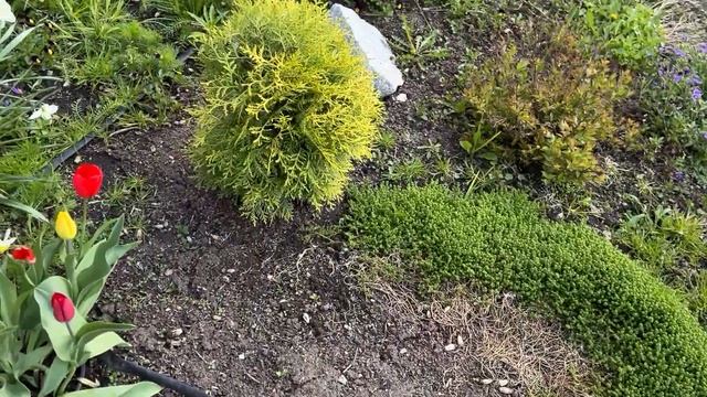 Зима в мае на Урале! Все помёрзло на даче??