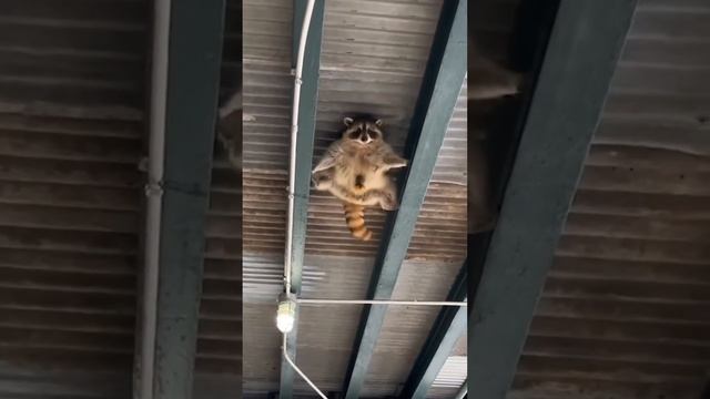 Ялта | Лучшие места | Черепашье озеро и при чем тут еноты #travel #переездвкрым #недвижимостькрым