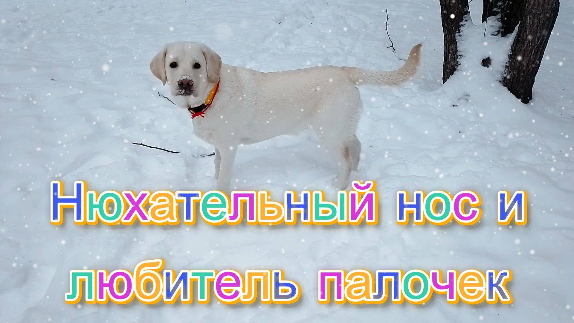 Нюхательный нос и любитель палочек