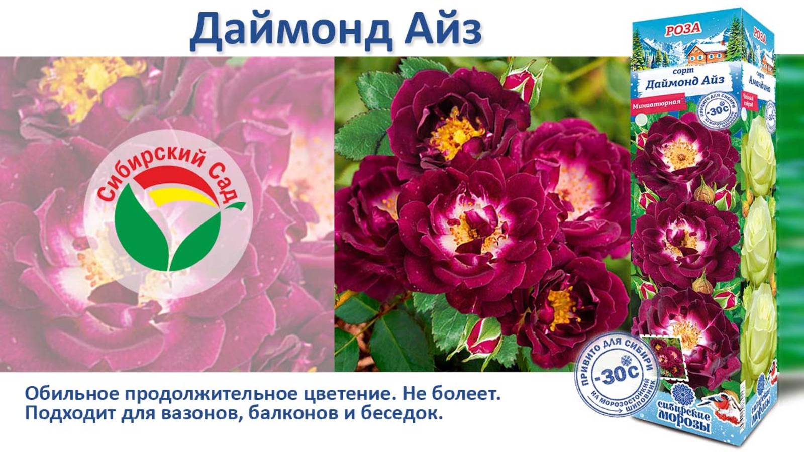 Роза Даймонд Айз (Миниатюрная) от Агрофирмы "Сибирский сад"