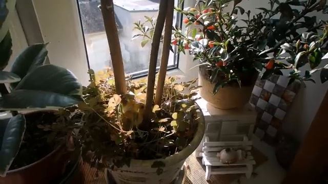 влог - неспешное утро с множеством дел (1 часть). Рената Смирнова. Рига